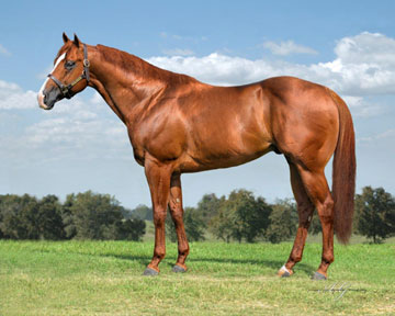 Stallionesearch.com - The First Stop in Stallion Research for Breeders ...