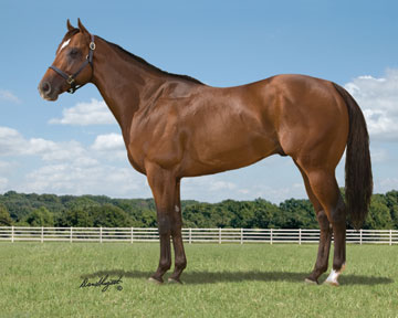Stallionesearch.com - The First Stop in Stallion Research for Breeders ...