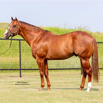 Stallionesearch.com - The First Stop in Stallion Research for Breeders ...