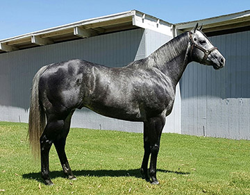 Stallionesearch.com - The First Stop in Stallion Research for Breeders ...