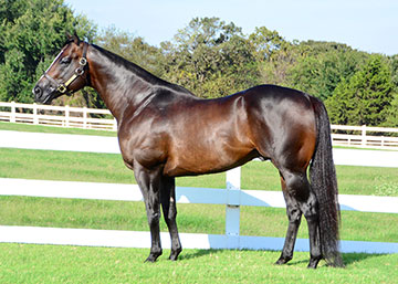 Stallionesearch.com - The First Stop in Stallion Research for Breeders ...