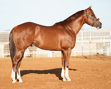 Stallionesearch.com - The First Stop in Stallion Research for Breeders ...