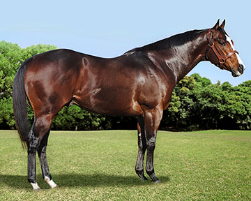 Stallionesearch.com - The First Stop in Stallion Research for Breeders ...