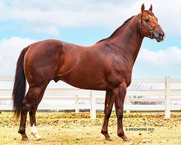 Stallionesearch.com - The First Stop in Stallion Research for Breeders ...