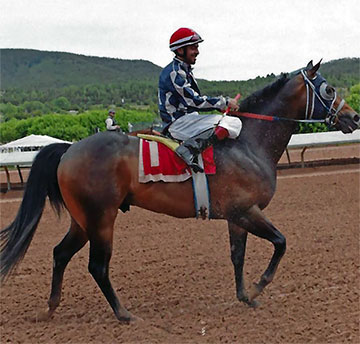 Stallionesearch.com - The First Stop in Stallion Research for Breeders ...