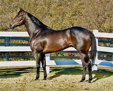 Stallionesearch.com - The First Stop in Stallion Research for Breeders ...