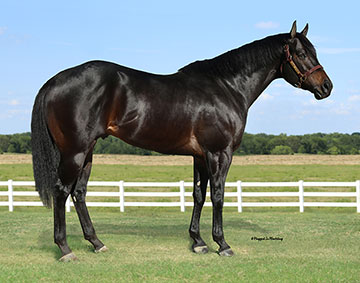 Stallionesearch.com - The First Stop in Stallion Research for Breeders ...