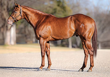 Stallionesearch.com - The First Stop in Stallion Research for Breeders ...