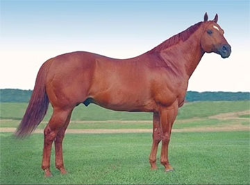 Stallionesearch.com - The First Stop in Stallion Research for Breeders ...